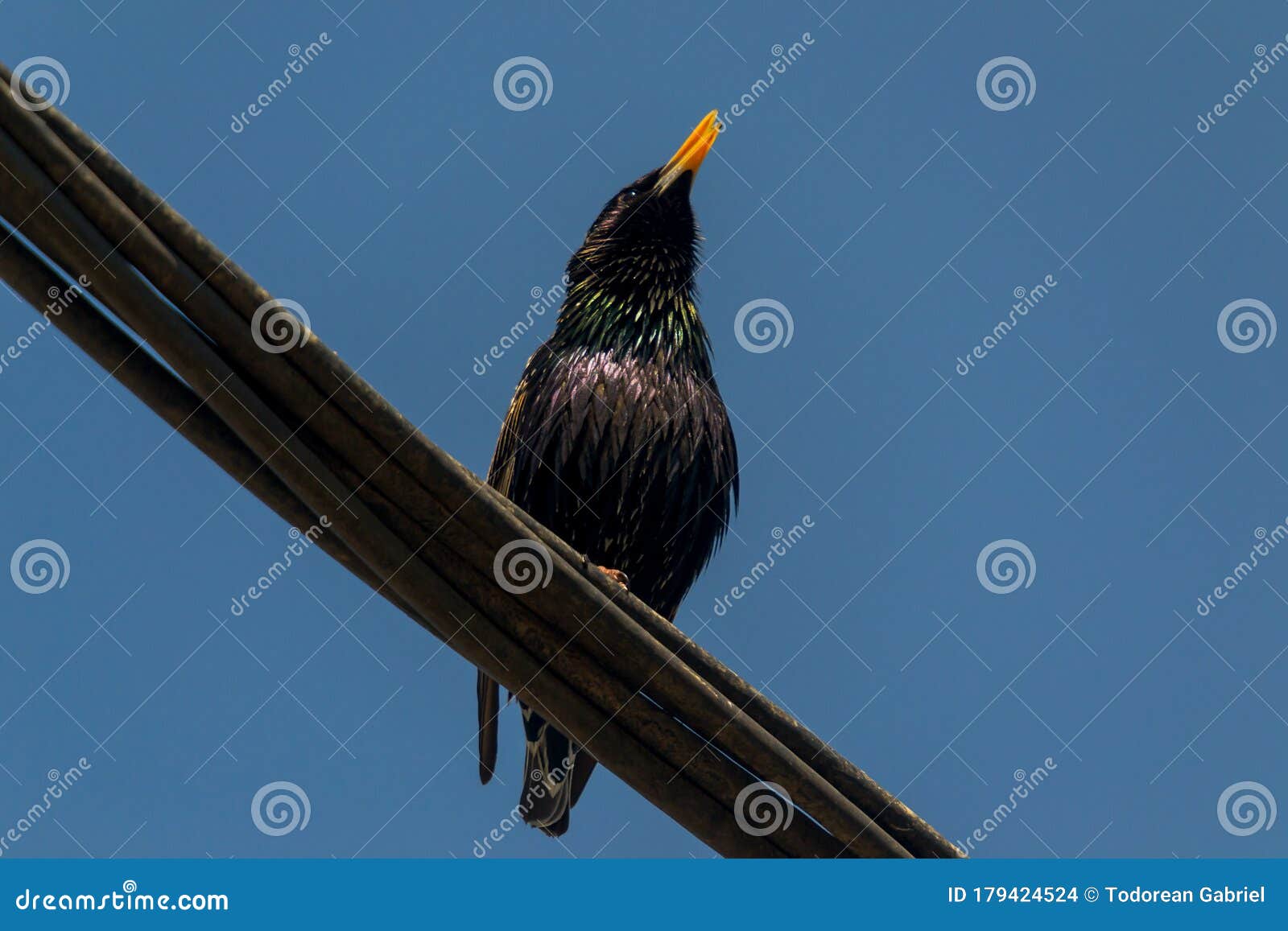 Starling on the Electric Cable Stock Photo - Image of starling, nature ...