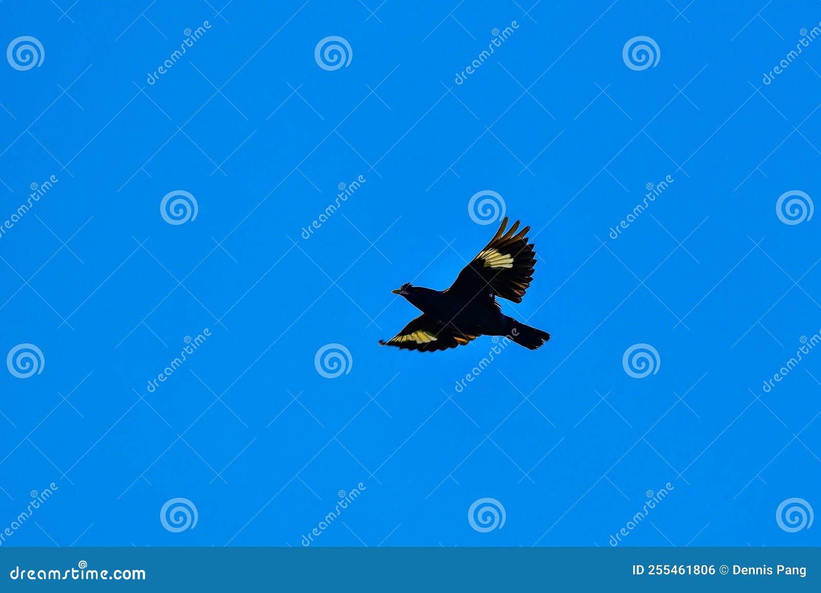 A Starling Flapping Up in the Sky, Free and Freedom Stock Photo - Image ...