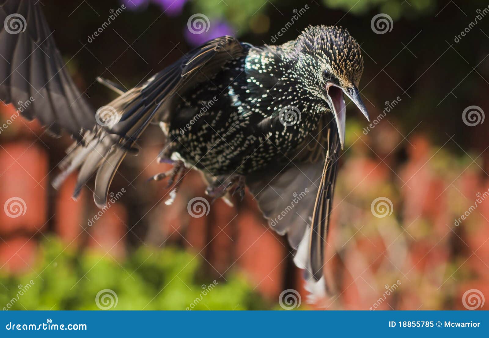 Starling in flight stock image. Image of nature, bird - 18855785