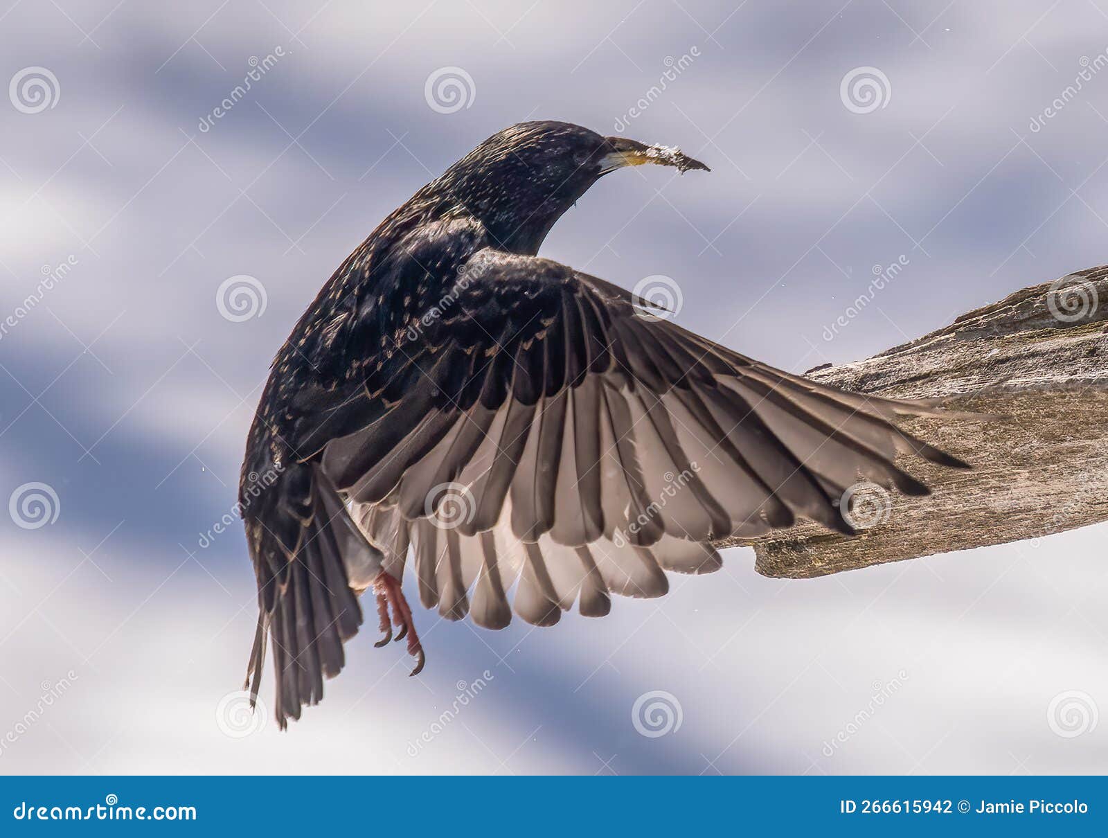 Starling in flight stock photo. Image of shorebird, starling - 266615942
