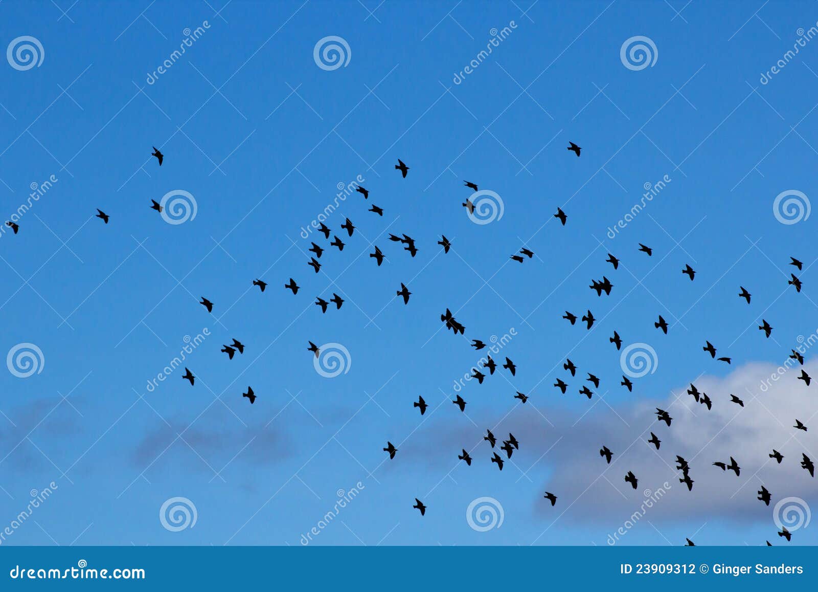 Starling Flock in the Sky stock photo. Image of starlings - 23909312