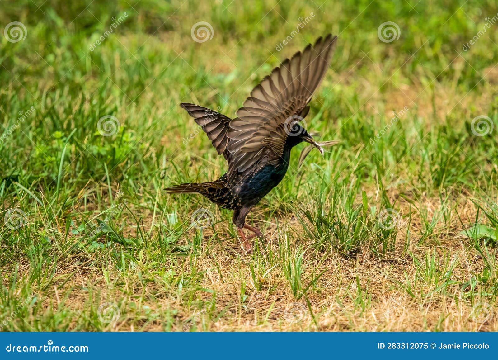 Starling flying in Summer stock image. Image of animal - 283312075