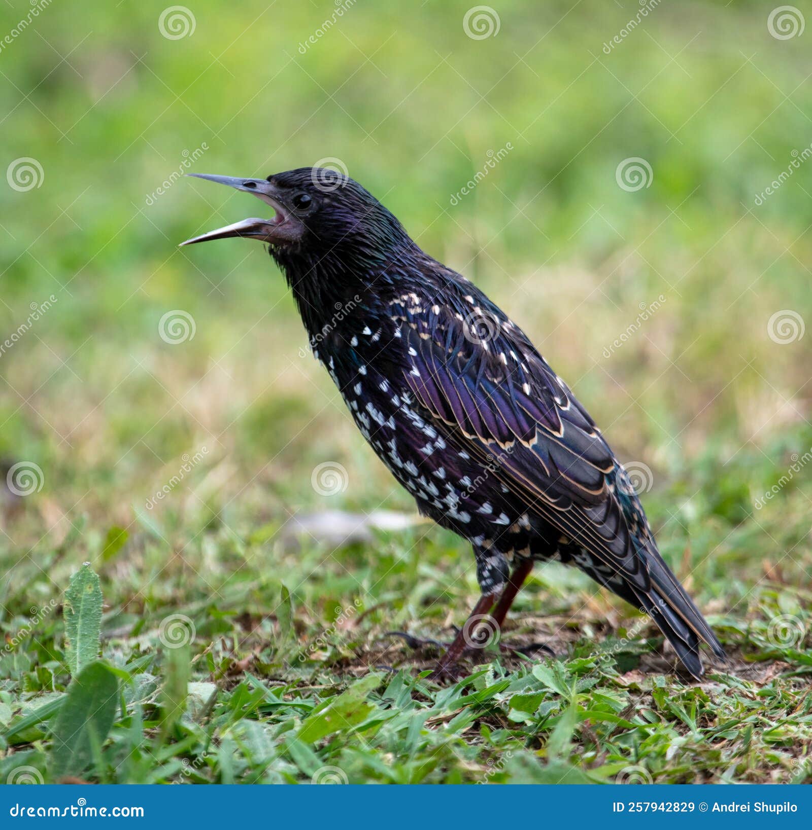 Starling on the Green Grass in the Park. Stock Image - Image of spring ...