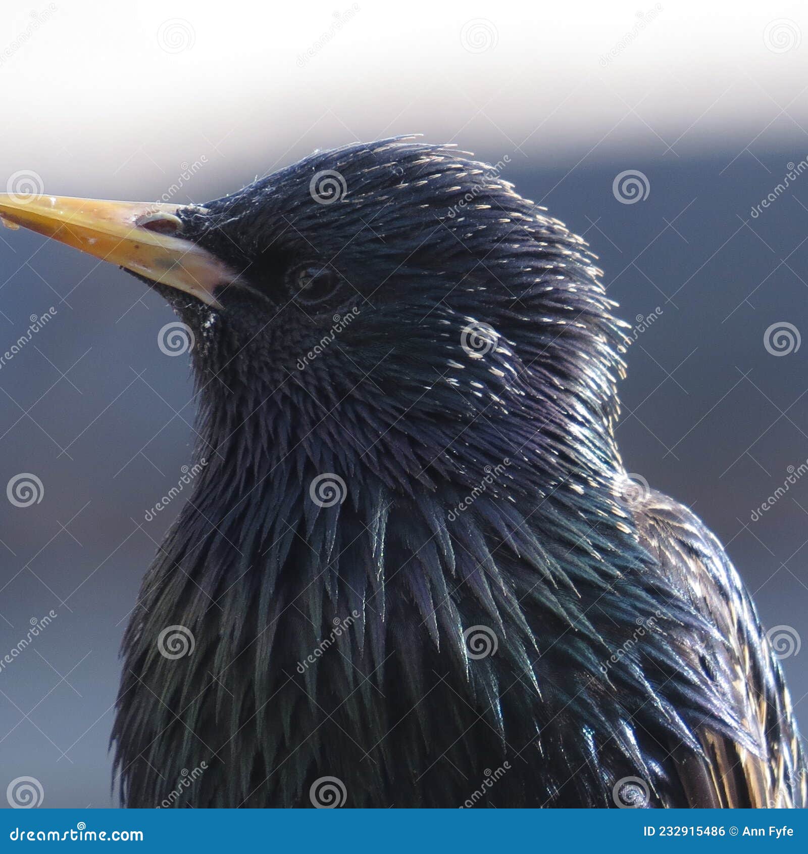 Starling head in profile stock photo. Image of finch - 232915486