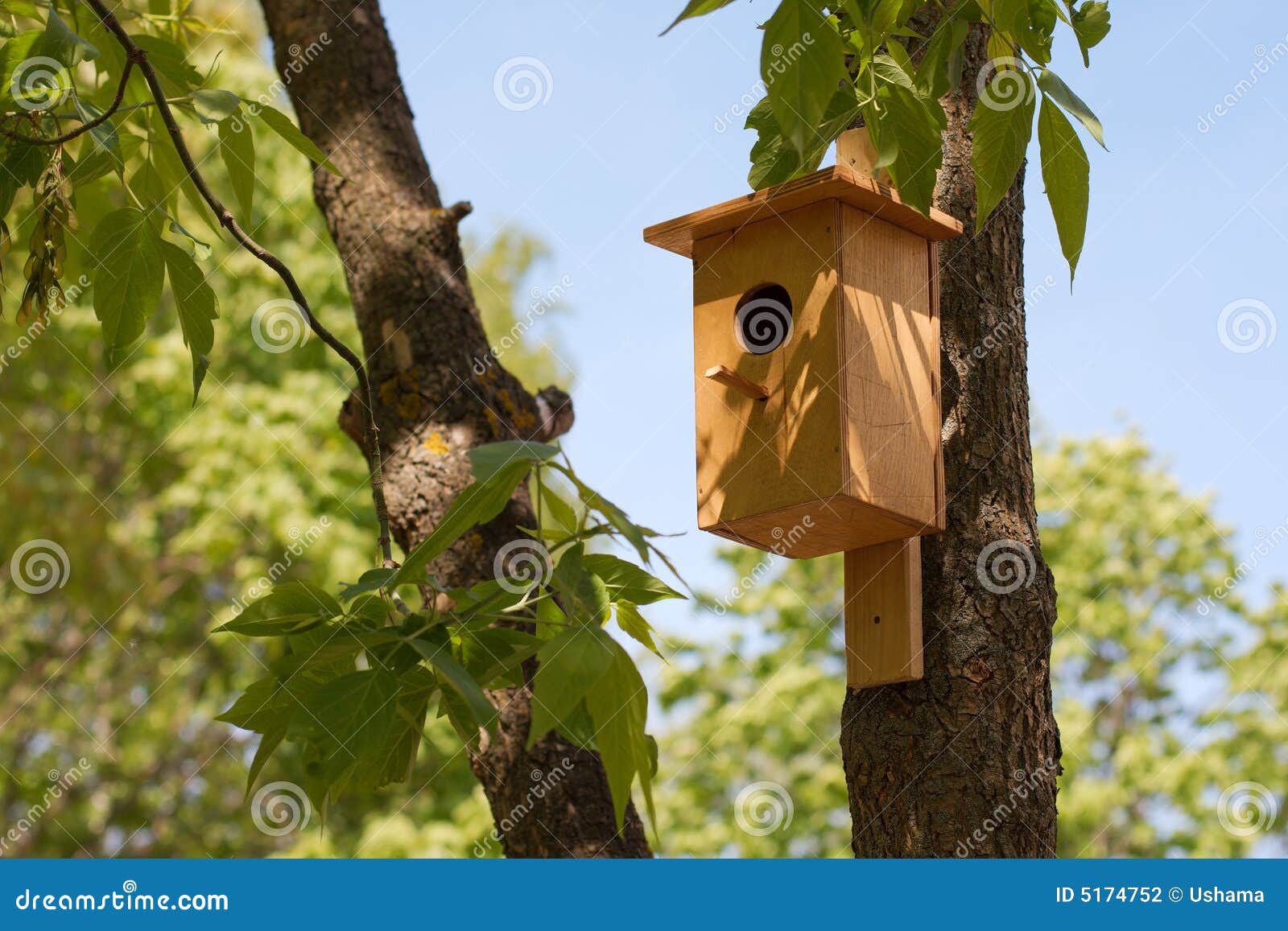 Starling-house stock photo. Image of nestling, habitat - 5174752