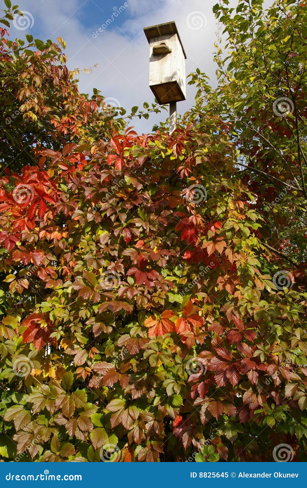 Starling House stock image. Image of bird, wooden, green - 8825645