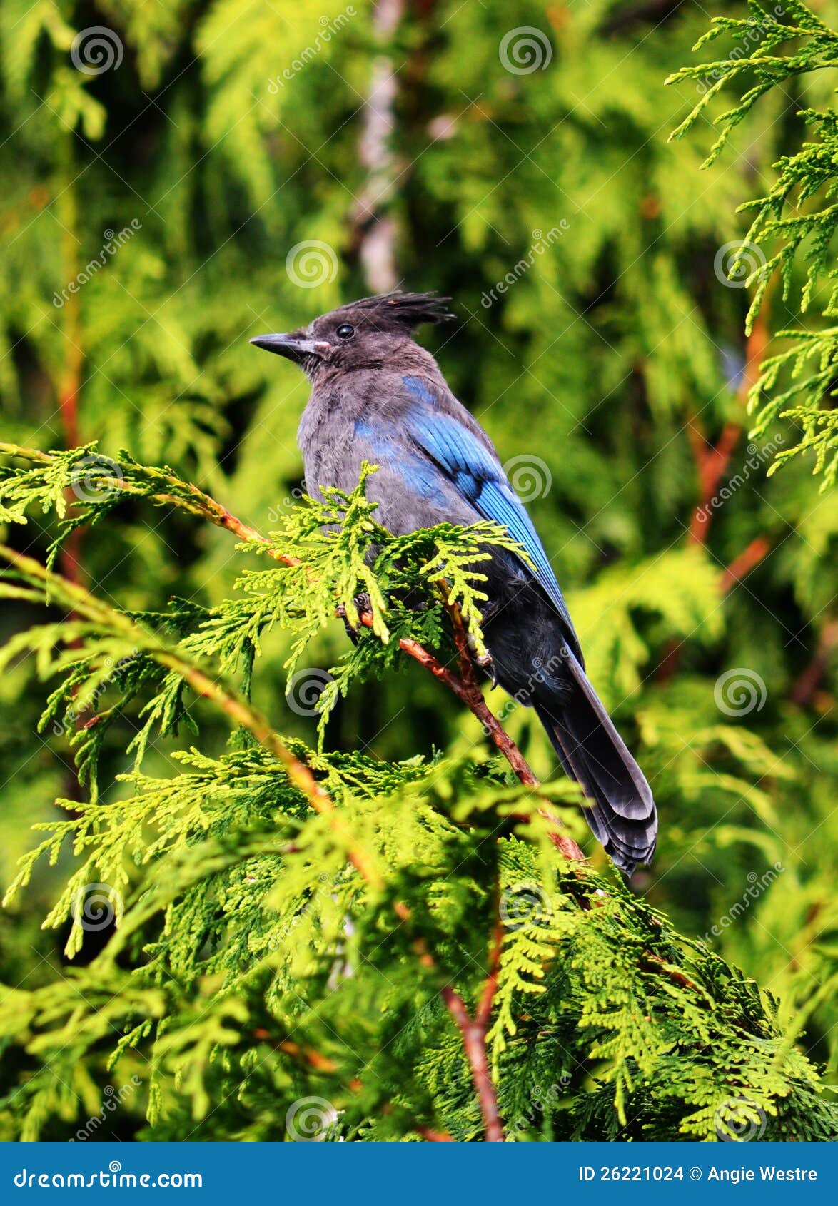 Starling Jay stock photo. Image of colorful, nature, forest - 26221024