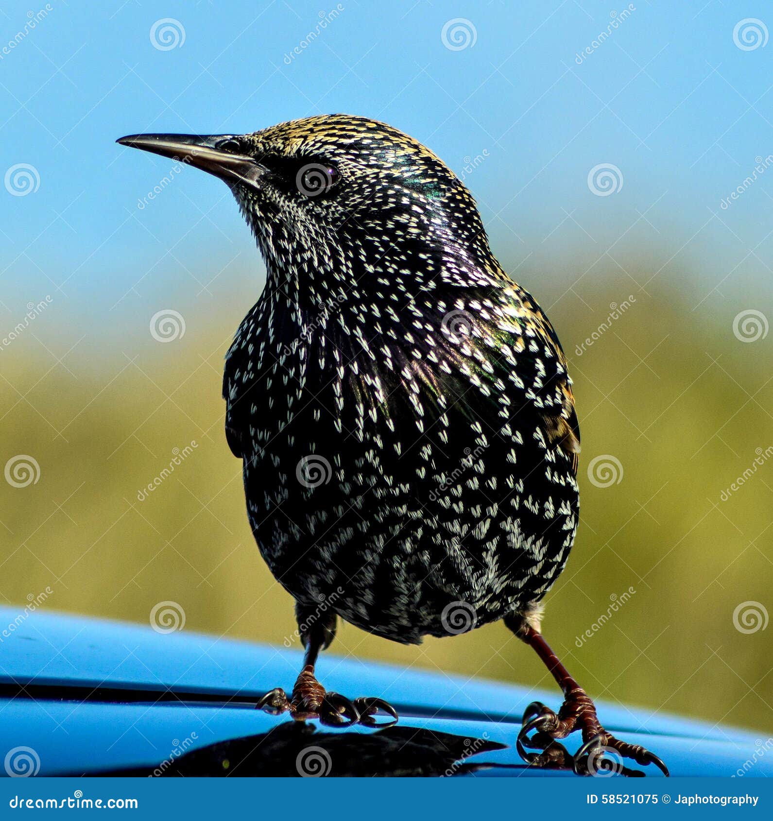 Starling stock image. Image of speckled, bright, starling - 58521075