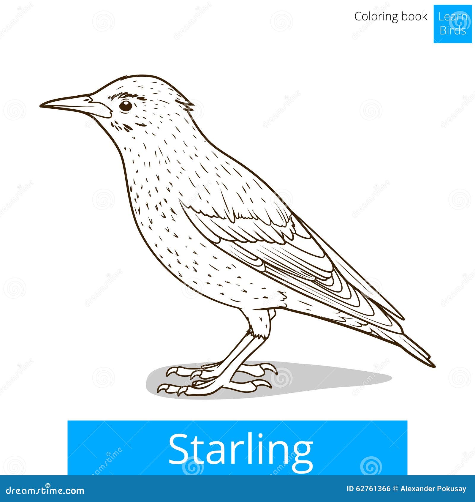 Starling Coloring Page Cartoon Vector | CartoonDealer.com #124941115