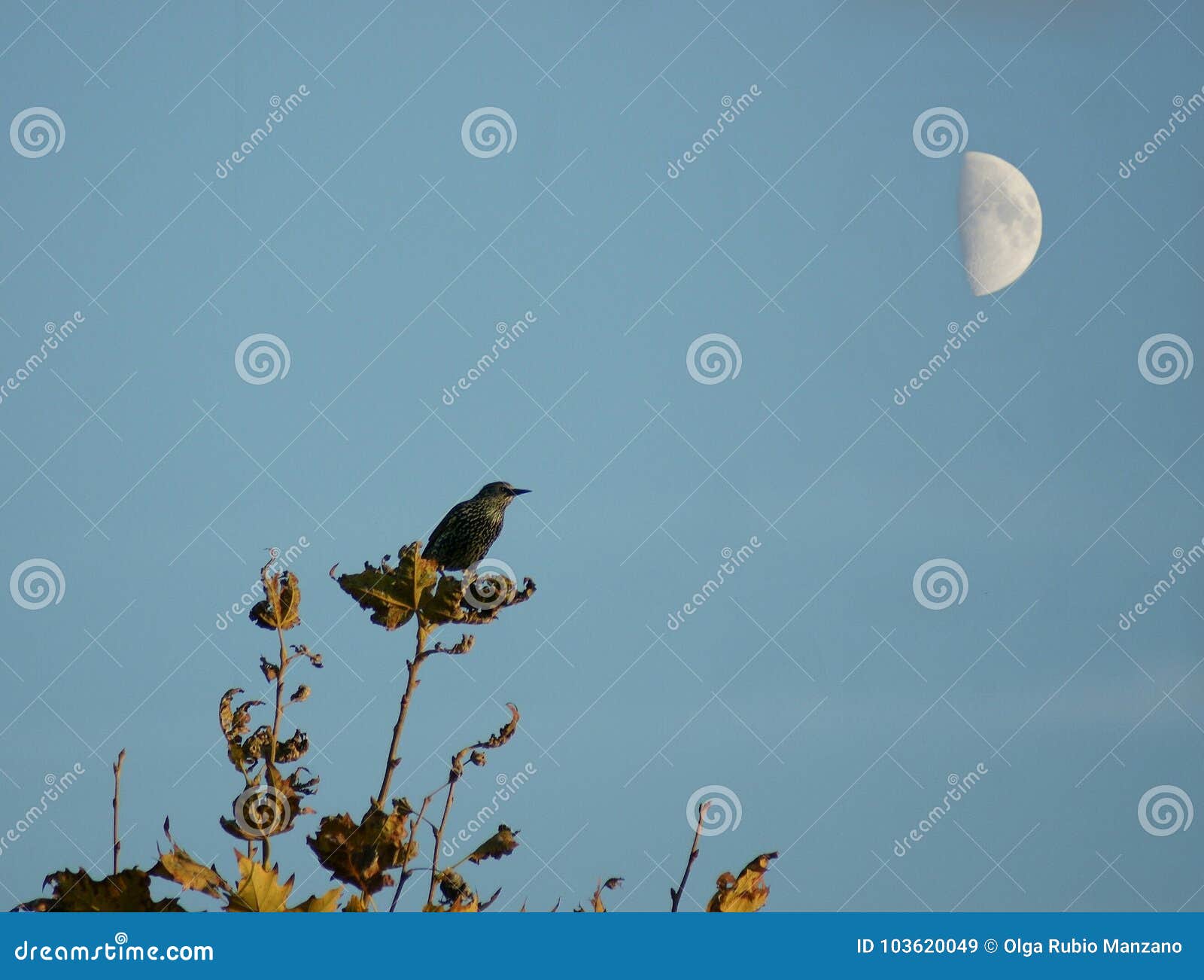 The starling and the moon stock image. Image of flying - 103620049