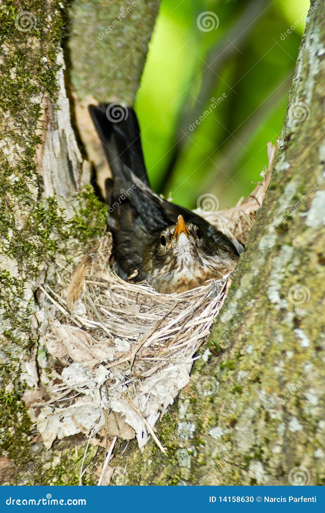 Starling Nesting stock photo. Image of watching, tree - 14158630