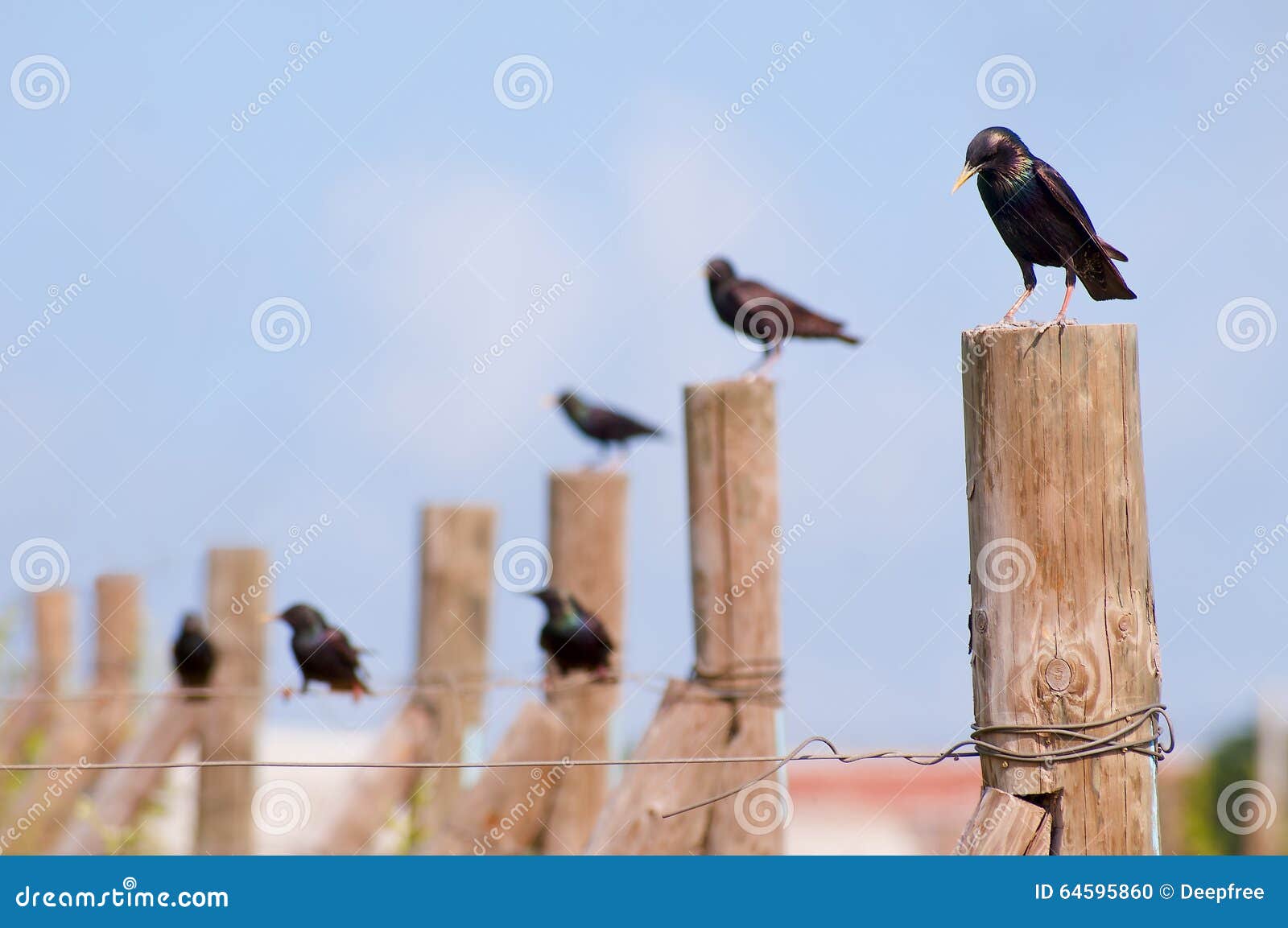 Starling portrait stock photo. Image of nature, garden - 64595860