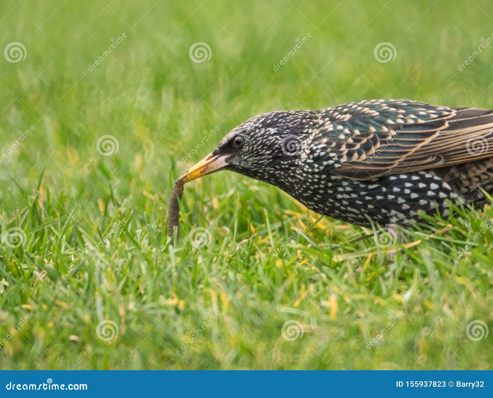 Starling Bird Pulling a Worm from the Ground Stock Image - Image of ...