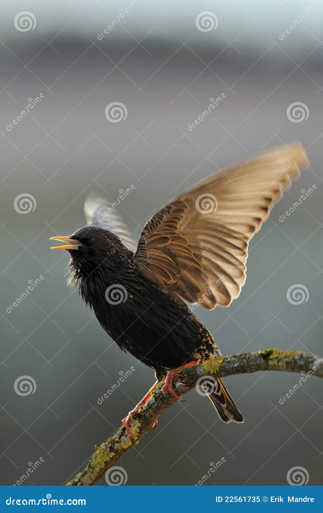 Starling Singing in the Spring Stock Image - Image of song, ardent ...