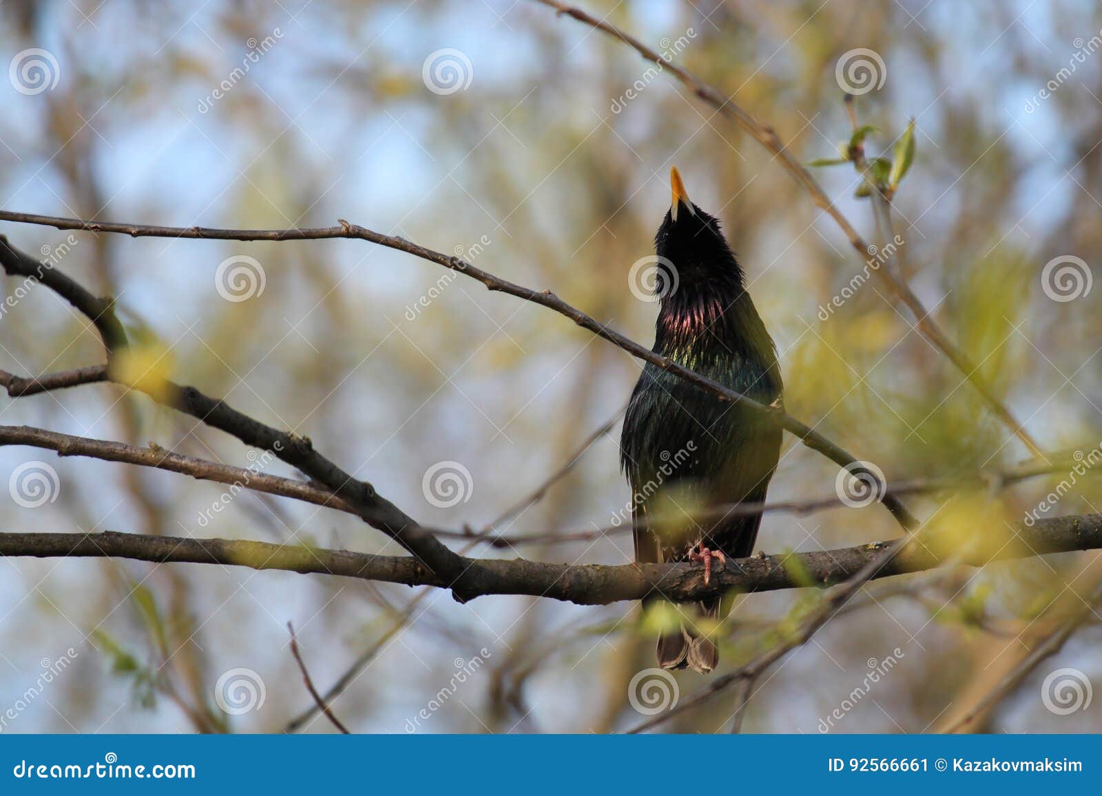 Starling Sings the Song, Sitting on the Branches. Springtime Stock ...