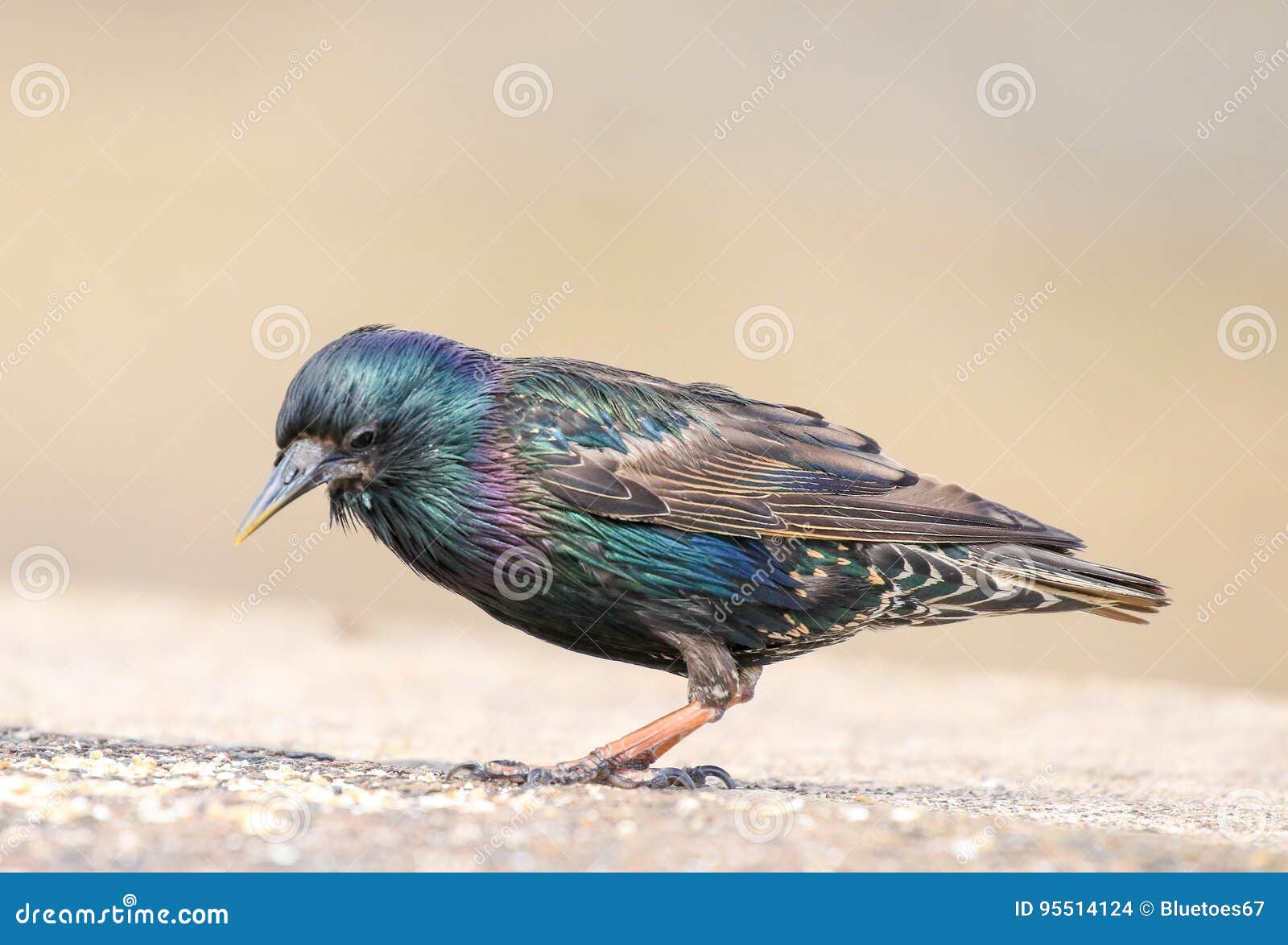 A Starling Sitting on Brickwall Stock Photo - Image of blue, animal ...