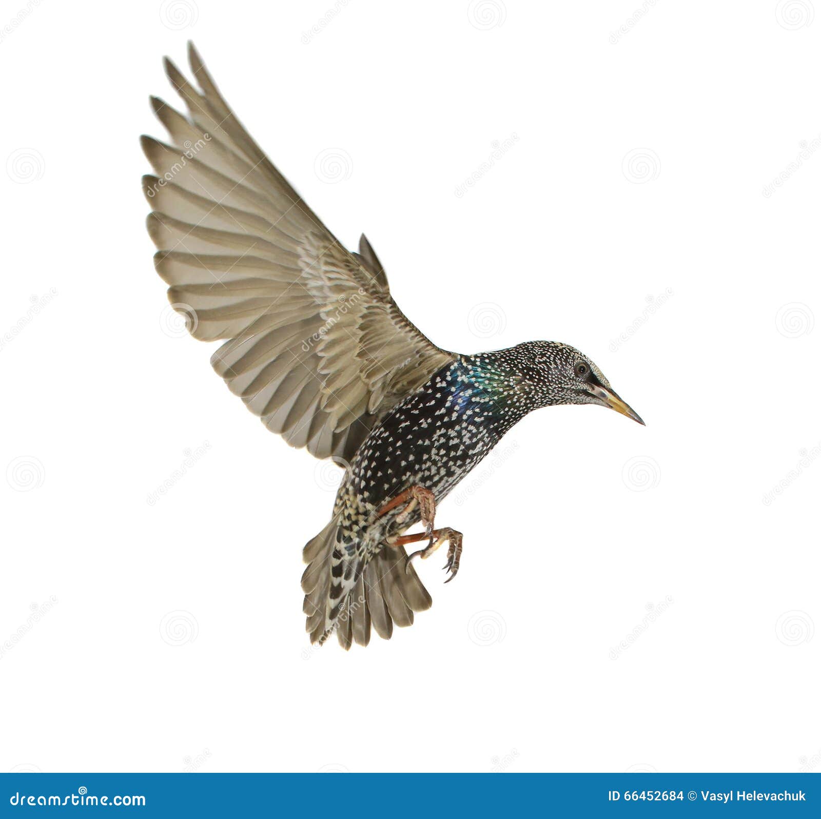 Starling stock photo. Image of vulgaris, portrait, vertebrate - 66452684