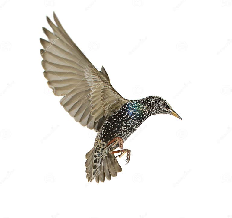 Starling stock photo. Image of vulgaris, portrait, vertebrate - 66452684