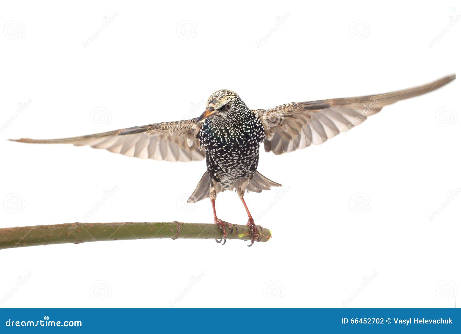 Starling stock photo. Image of view, closeup, wild, spring - 66452702