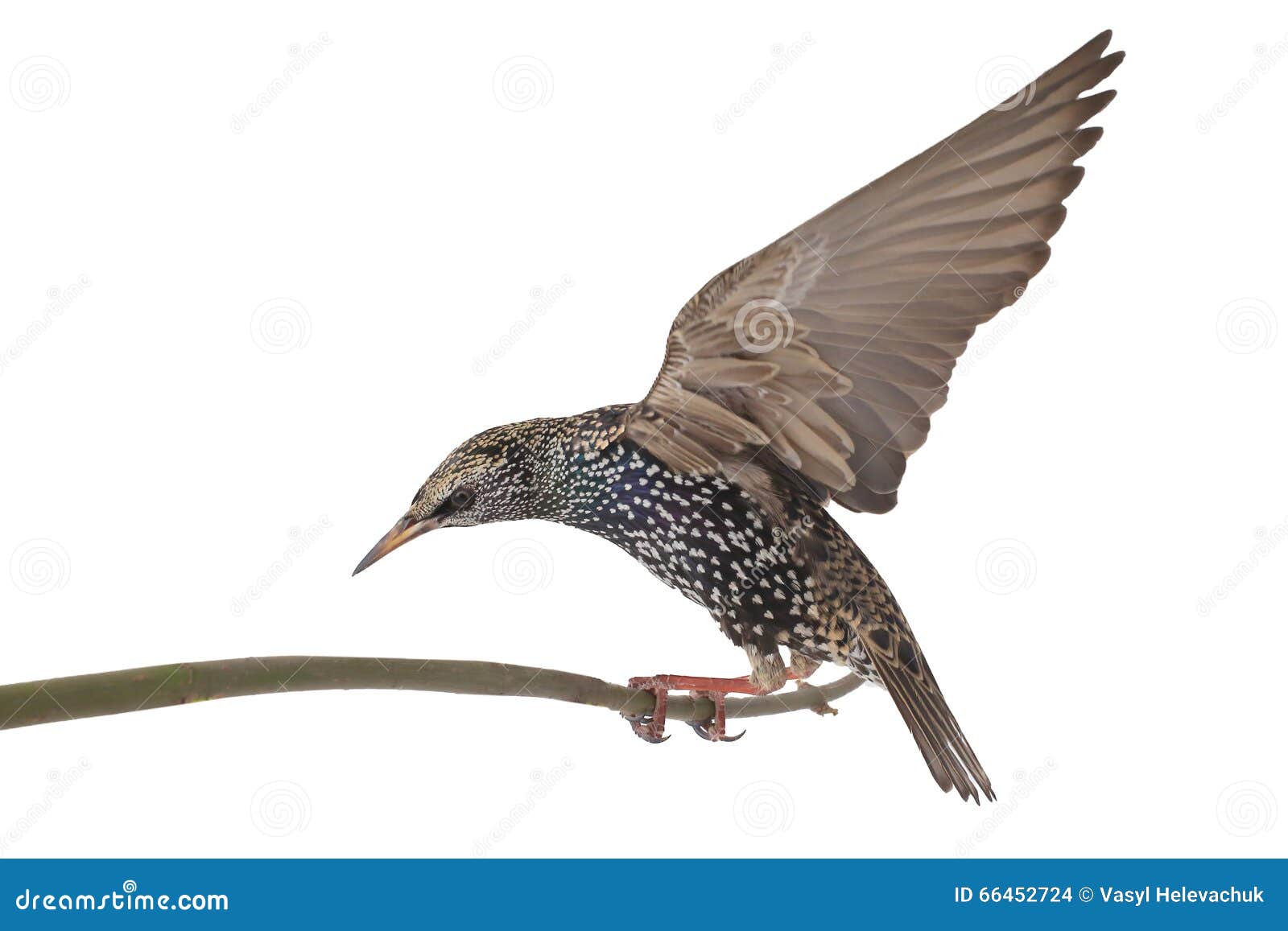 Starling stock photo. Image of view, bird, ornithology - 66452724