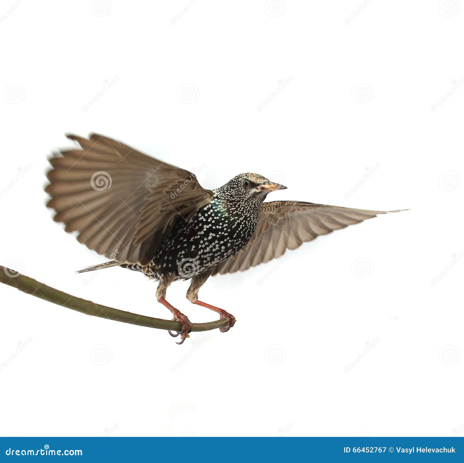 Starling stock image. Image of feeder, starling, ornithology - 66452767