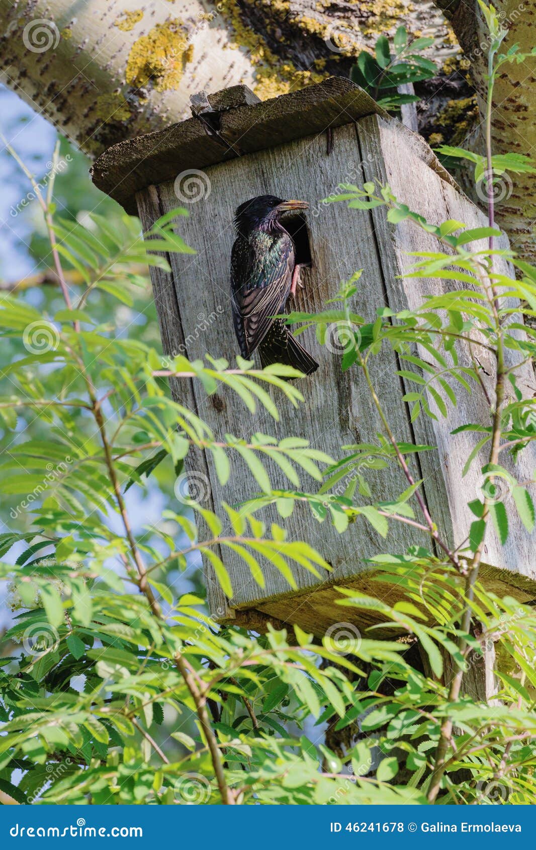 The Starling on a Starling House Stock Photo - Image of bird, home ...