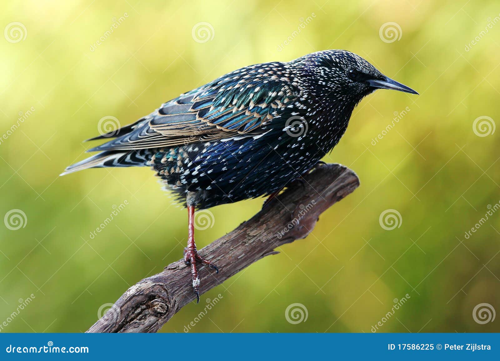Starling(Sturnus vulgaris) stock image. Image of black - 17586225