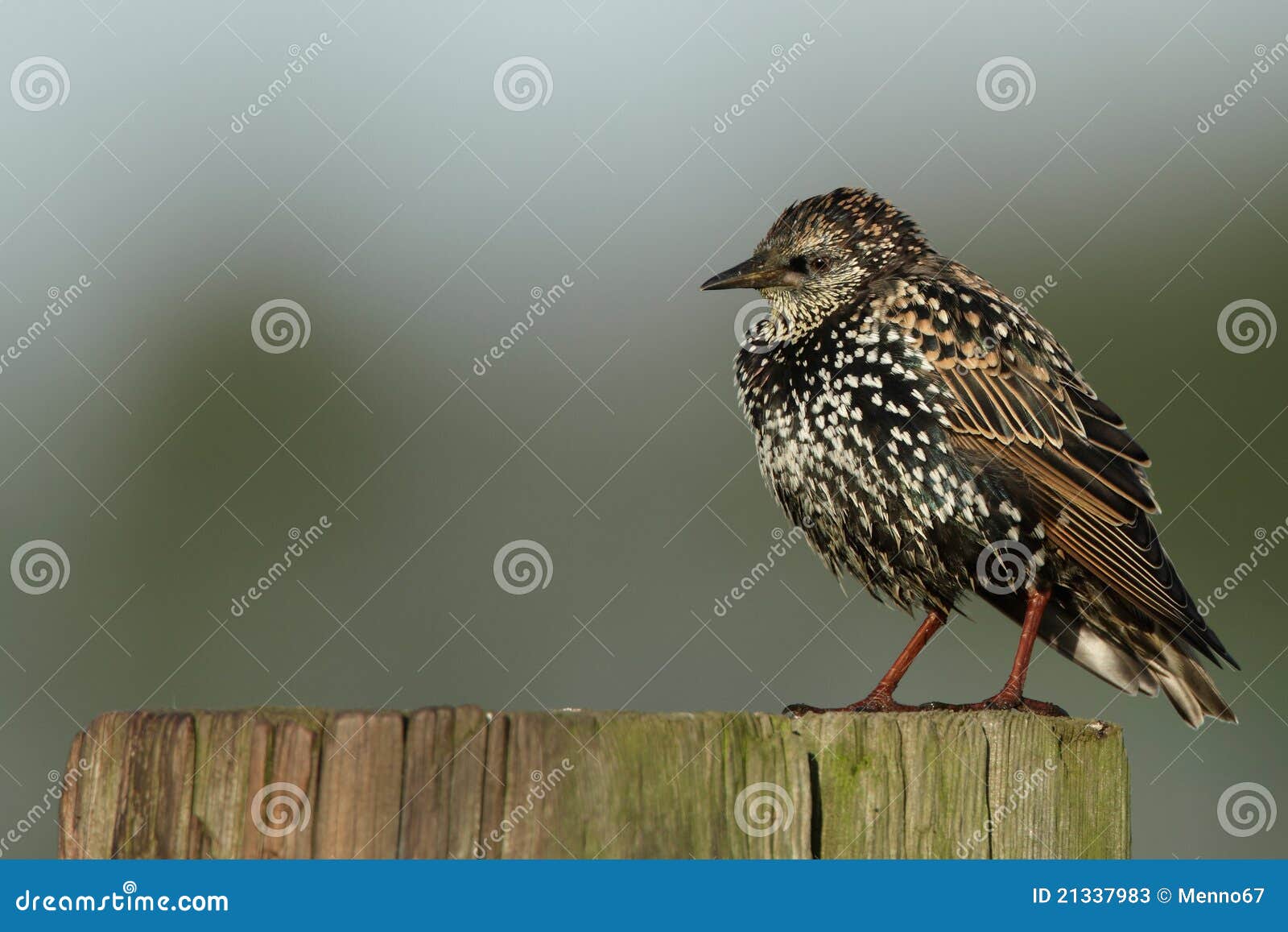 Starling, Sturnus vulgaris stock image. Image of like - 21337983