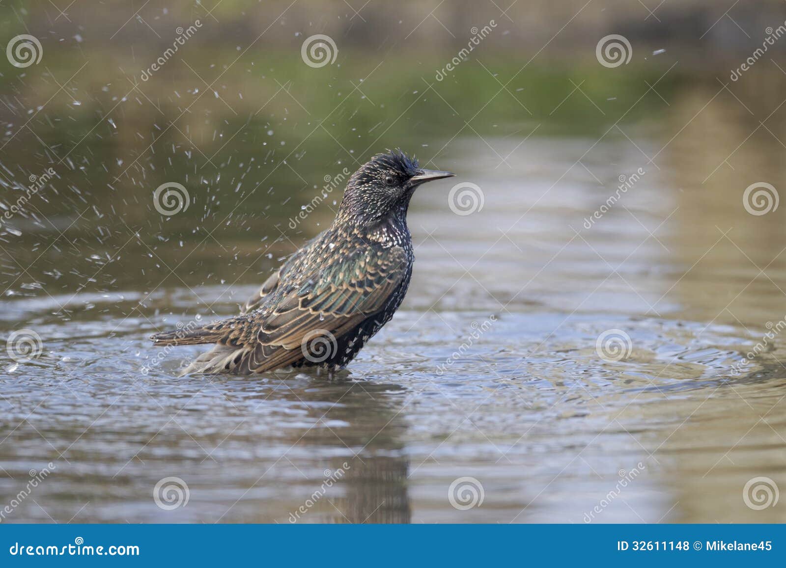 Starling, Sturnus vulgaris stock photo. Image of british - 32611148