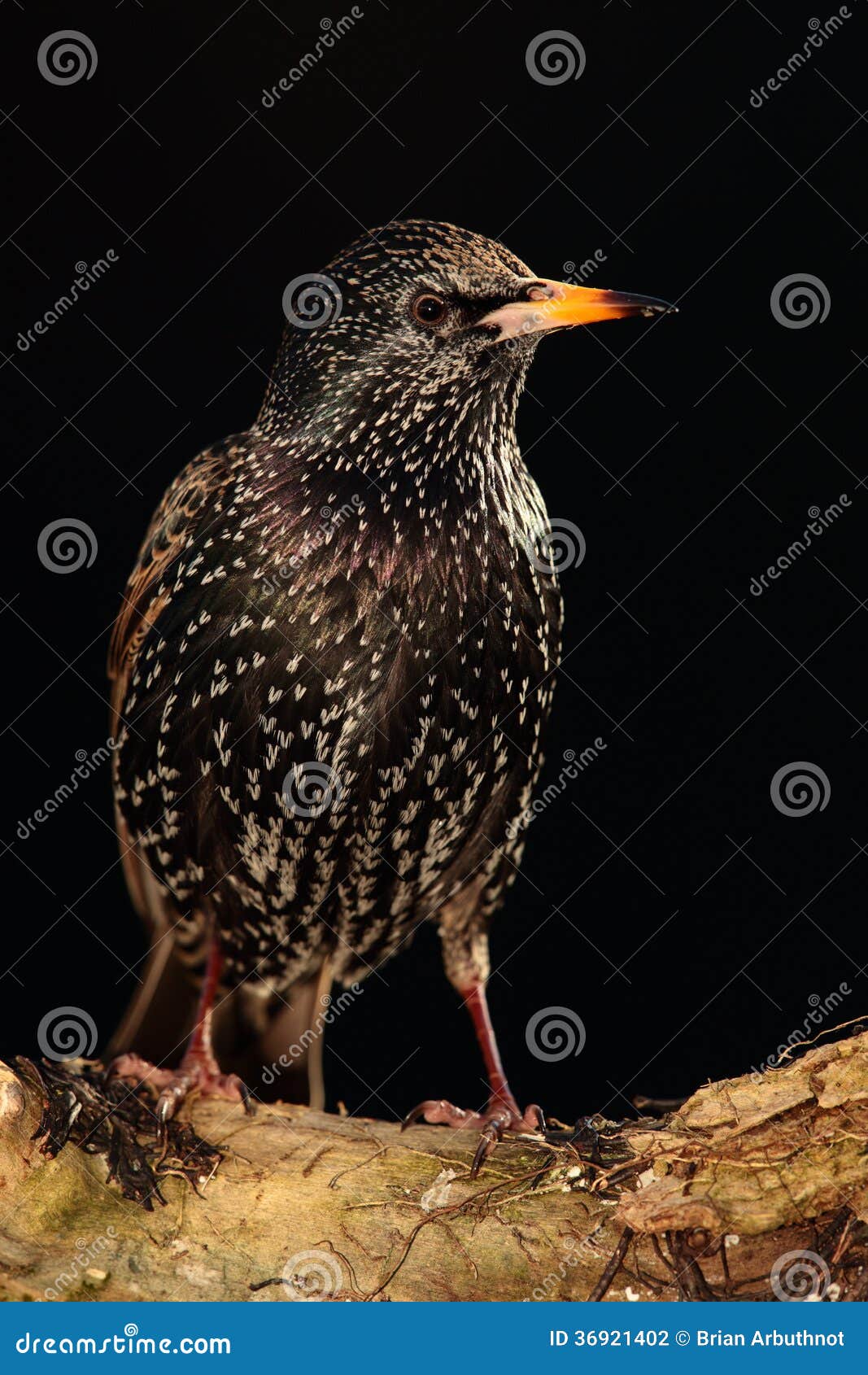 Common starling. stock photo. Image of closeup, feather - 36921402