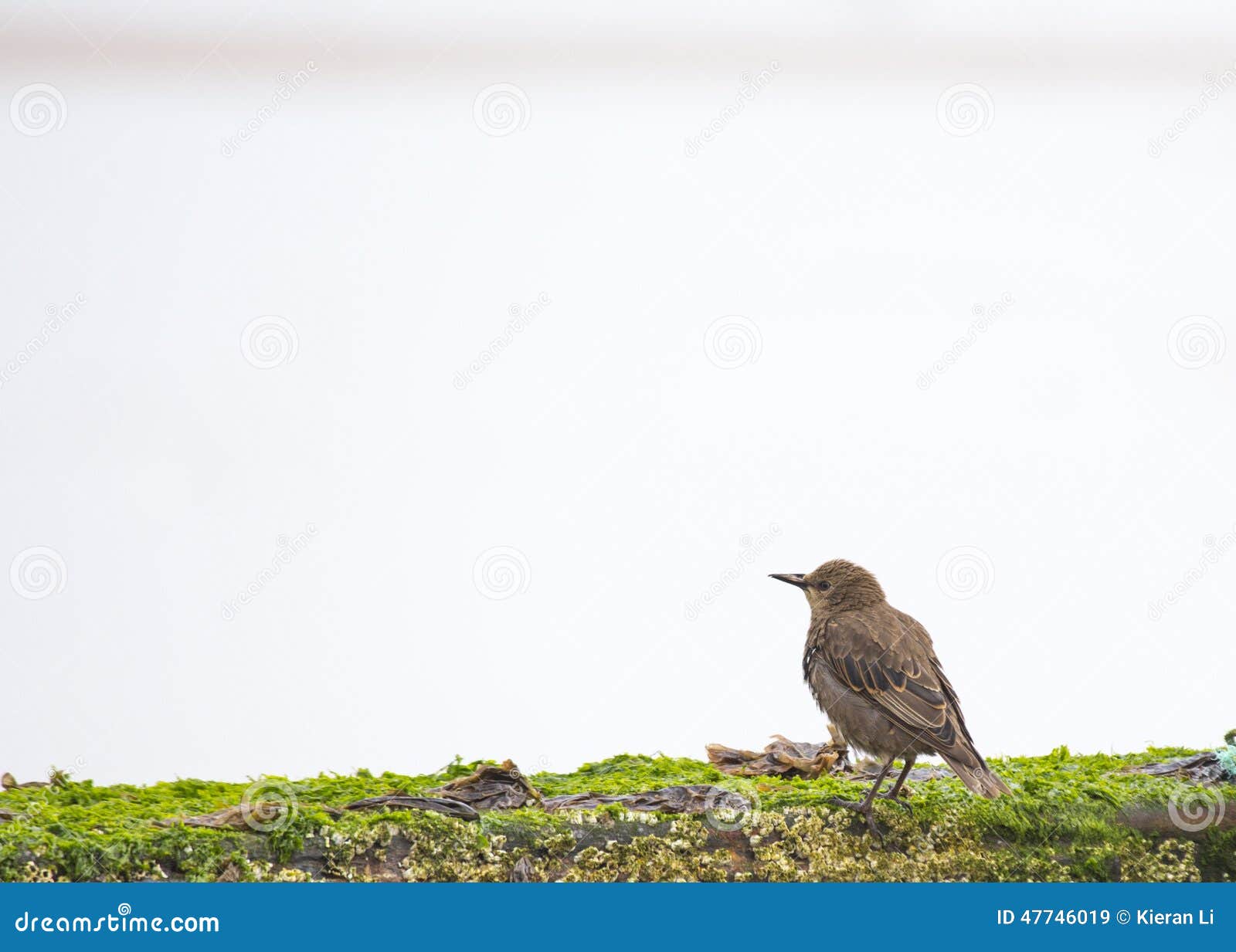 Starling stock image. Image of awwww, ireland, domestic - 47746019
