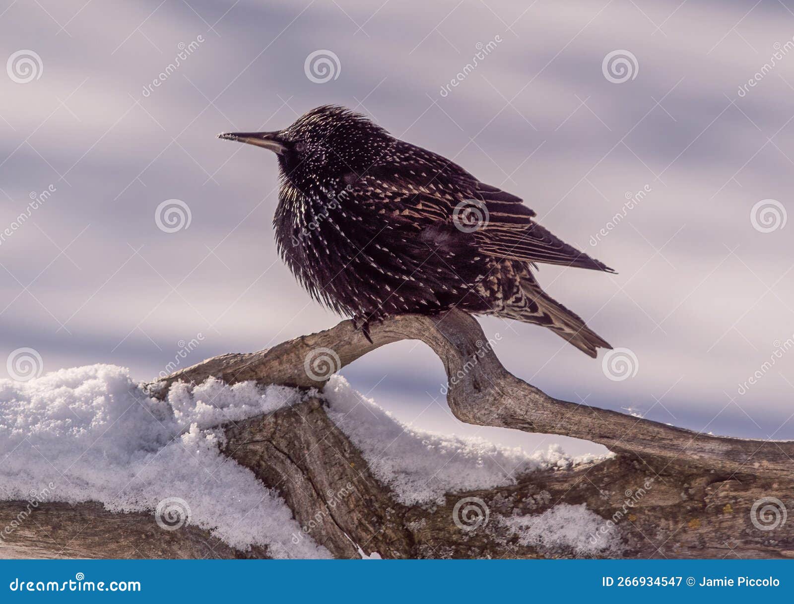Starling in winter stock image. Image of wildlife, winter - 266934547