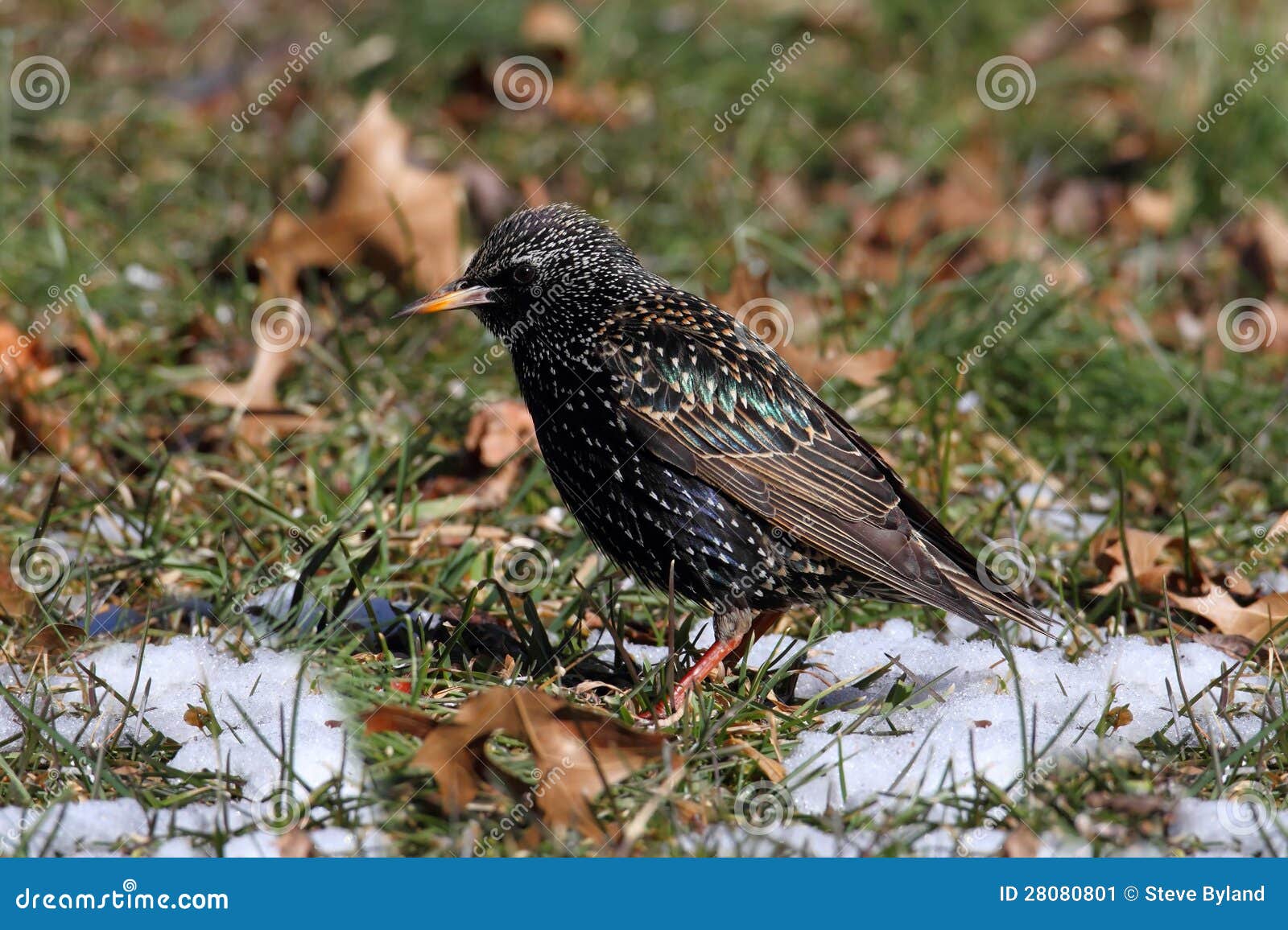 Starling in Winter stock image. Image of snow, fauna - 28080801