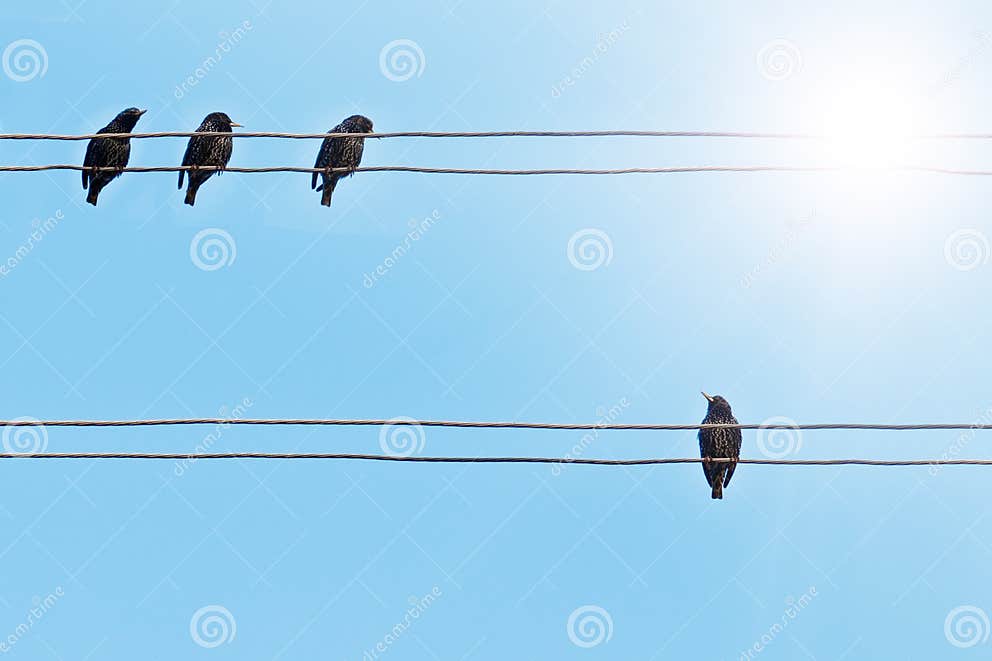 Starlings stock photo. Image of cable, waiting, black - 8868132