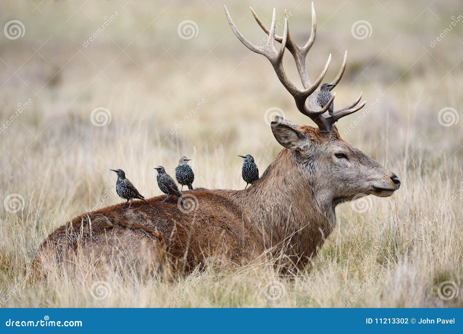 Starlings on the Back of a Red Deer Stag Stock Photo - Image of mammals ...
