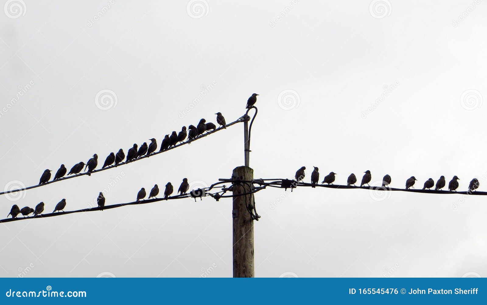 Starlings Closely Gathering on Overhead Cables. Stock Photo - Image of ...