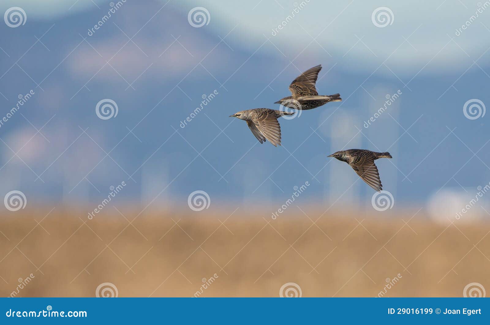 Starlings in flight stock image. Image of birds, aiguamolls - 29016199