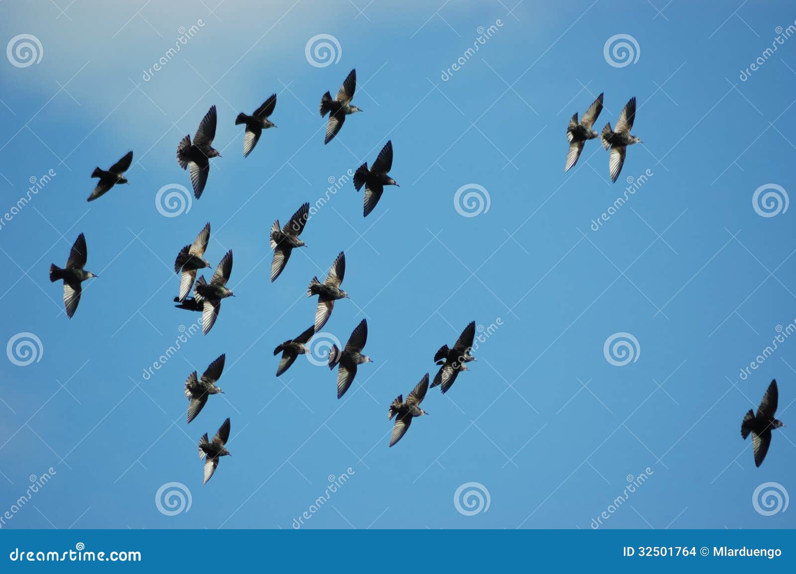Starlings in flight stock photo. Image of formation, wings - 32501764