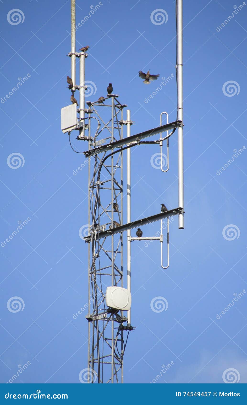Starlings and High Technology Antennae Stock Image - Image of antenna ...