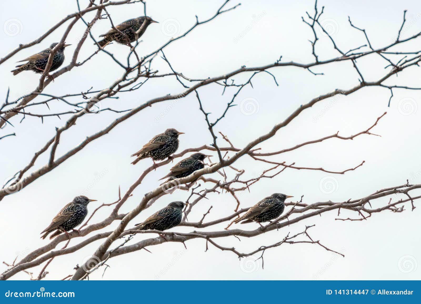 Starlings Sturnus Vulgaris a Small Flock of Common Starlings on Tree ...