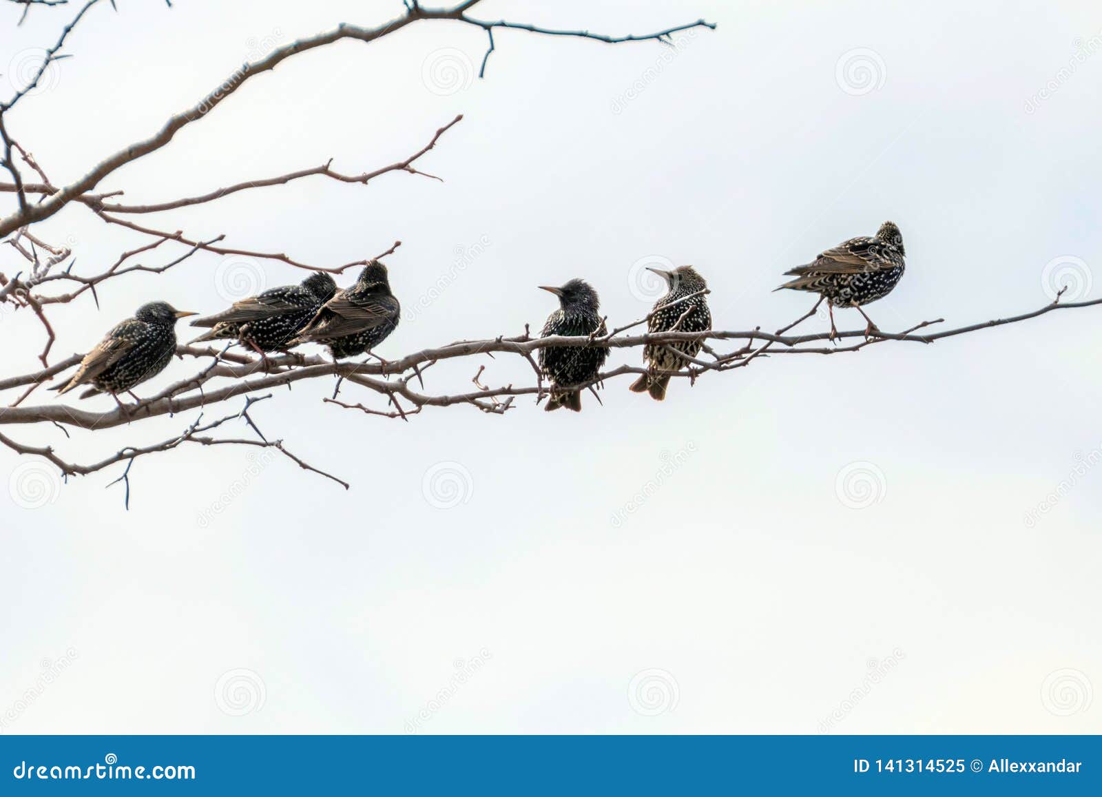 Starlings Sturnus Vulgaris a Small Flock of Common Starlings on Tree ...