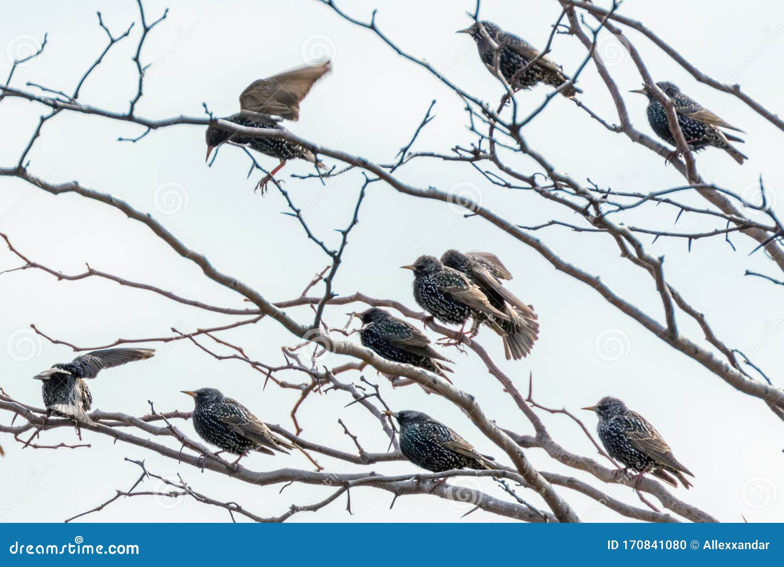 Starlings Sturnus Vulgaris a Small Flock of Common Starlings on Tree ...