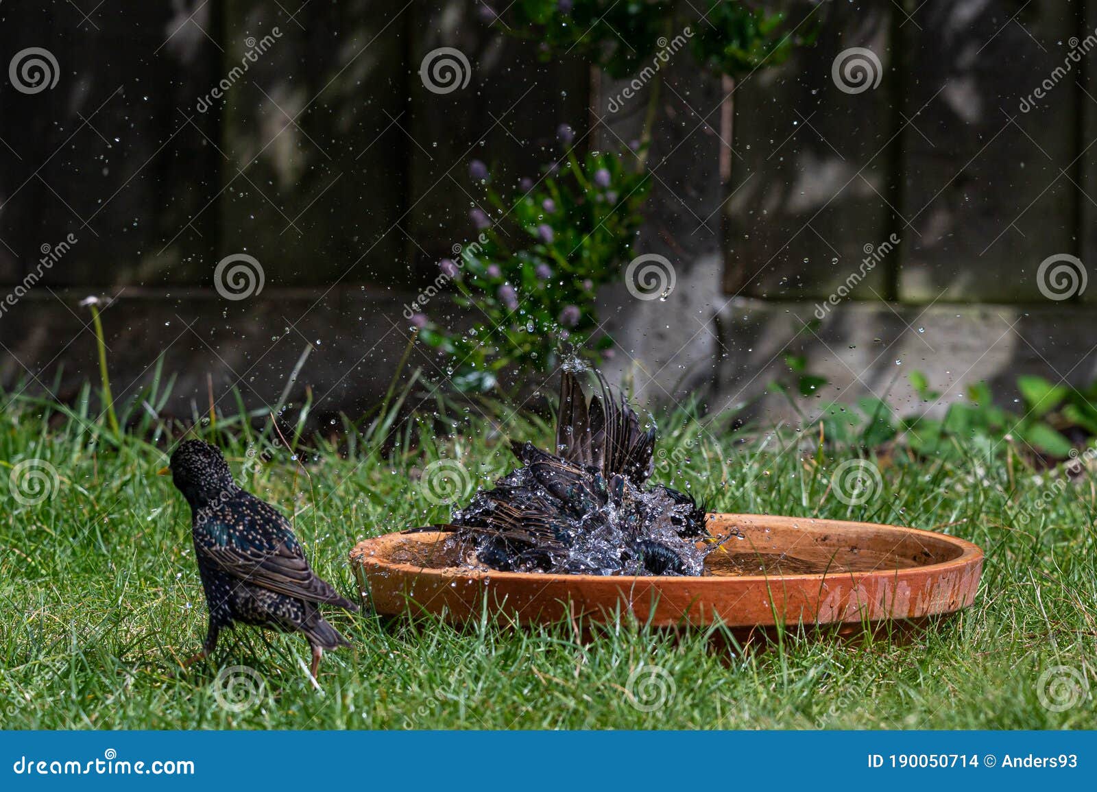 Dry Splash Bird Poop On Dusty Solar Panel Surface Stock Image ...