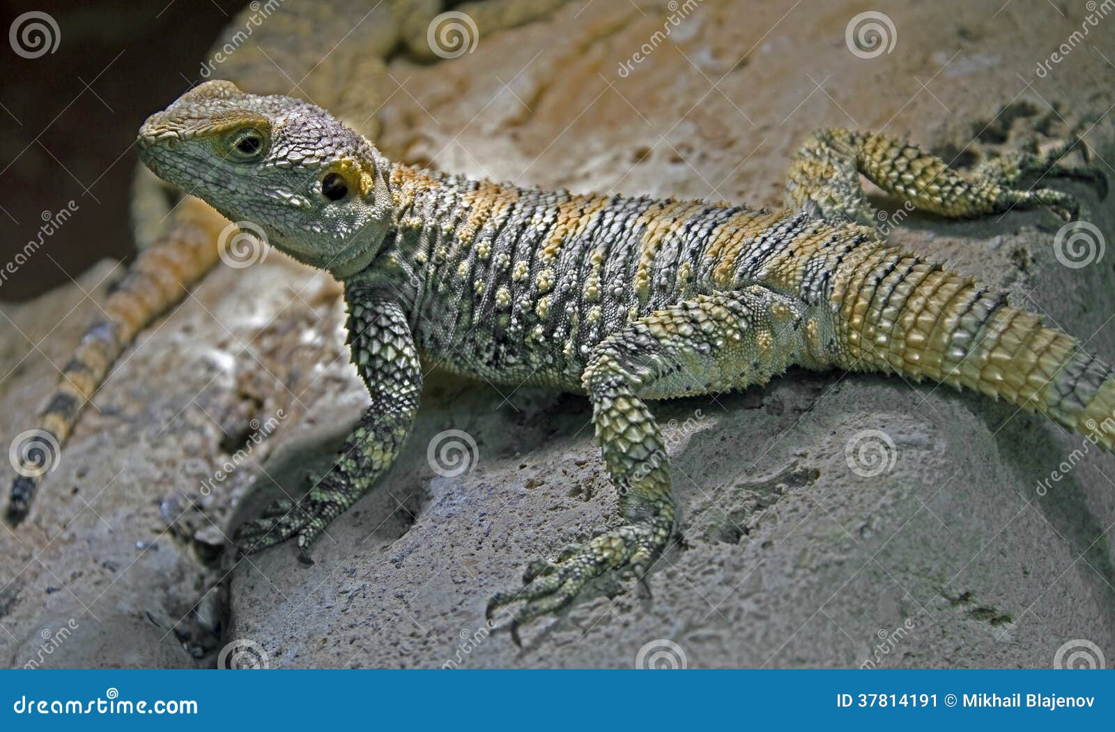 Starred agama 2 stock image. Image of desert, thorns - 37814191