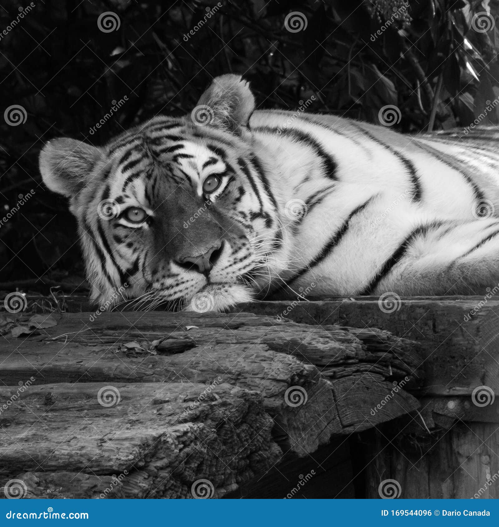 Starring into the Eyes of the Tiger Stock Photo - Image of bengali ...