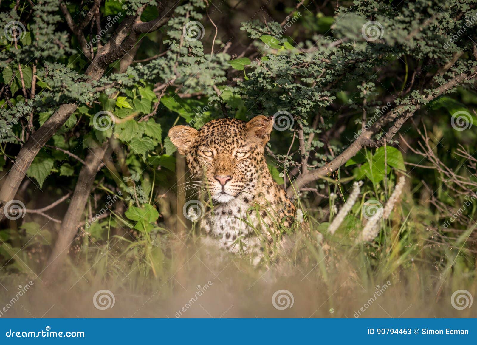 Starring Leopard in Bushes. Stock Image - Image of panthera ...