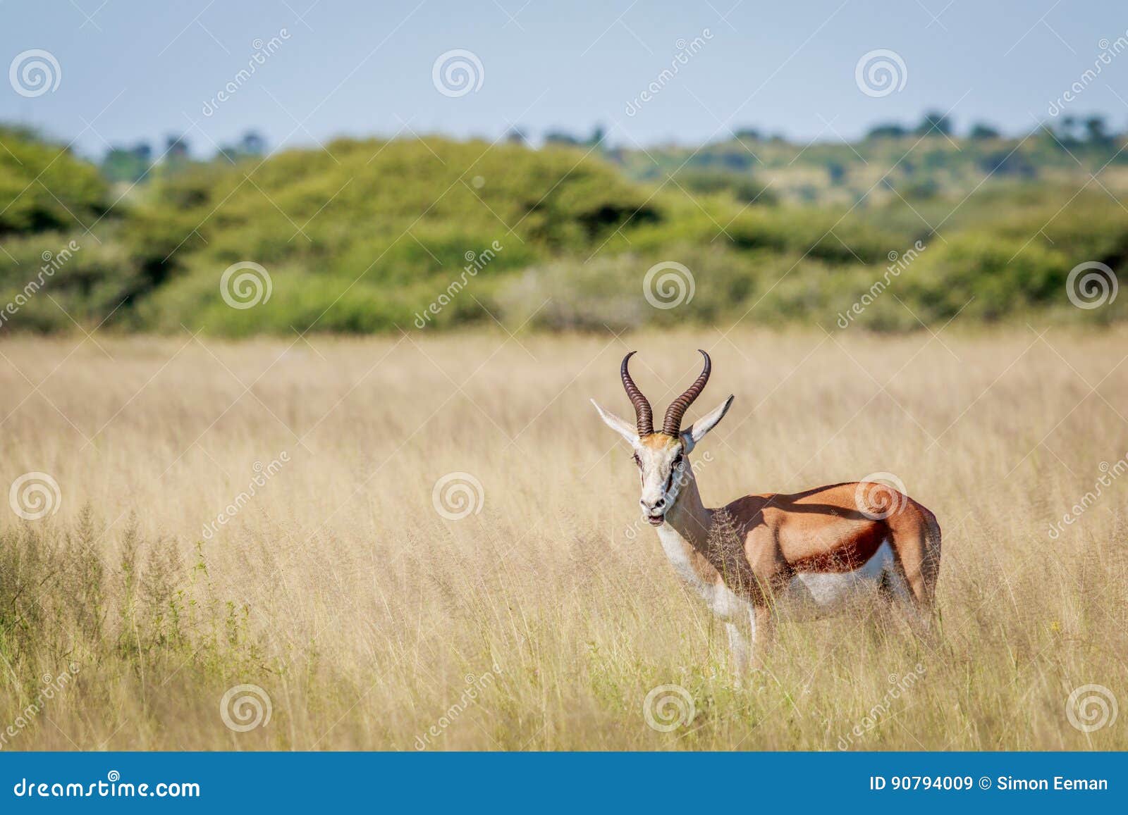 Starring Springbok in Long Grass. Stock Image - Image of ecology ...