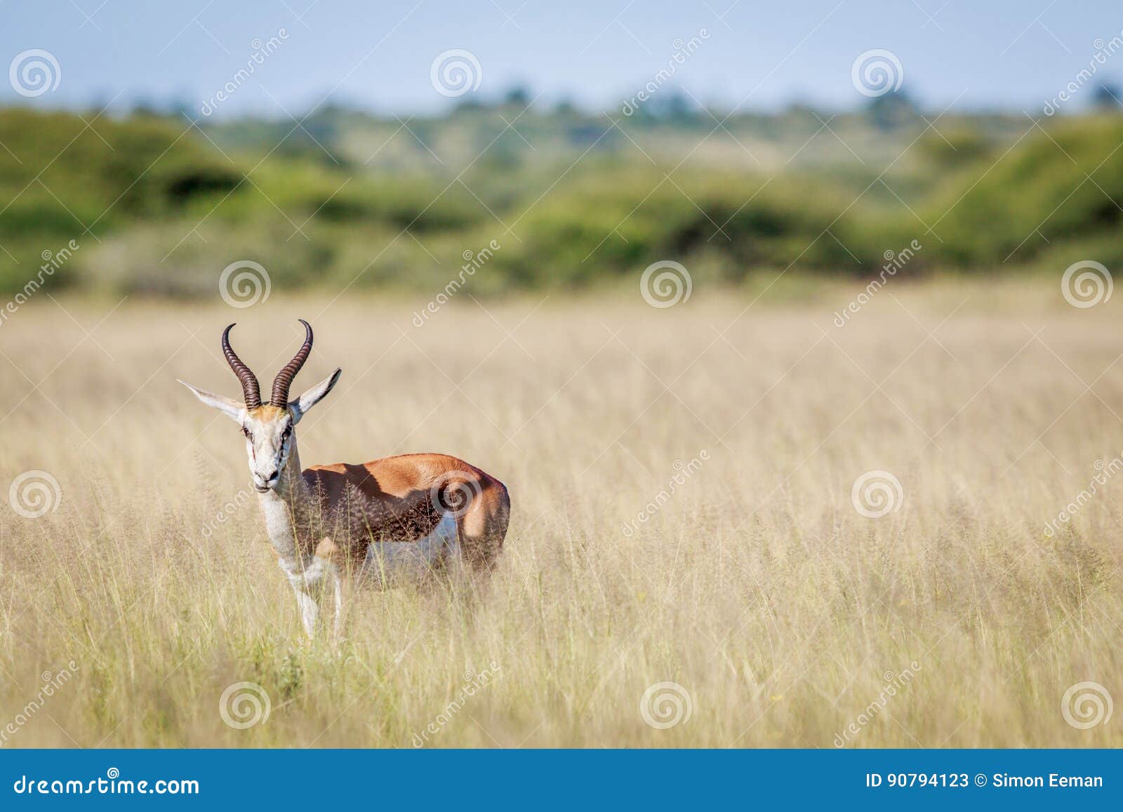 Starring Springbok in Long Grass. Stock Image - Image of antelope ...