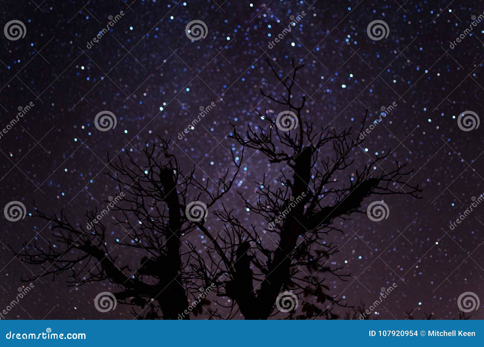 Starry fall night stock photo. Image of night, walnut - 107920954