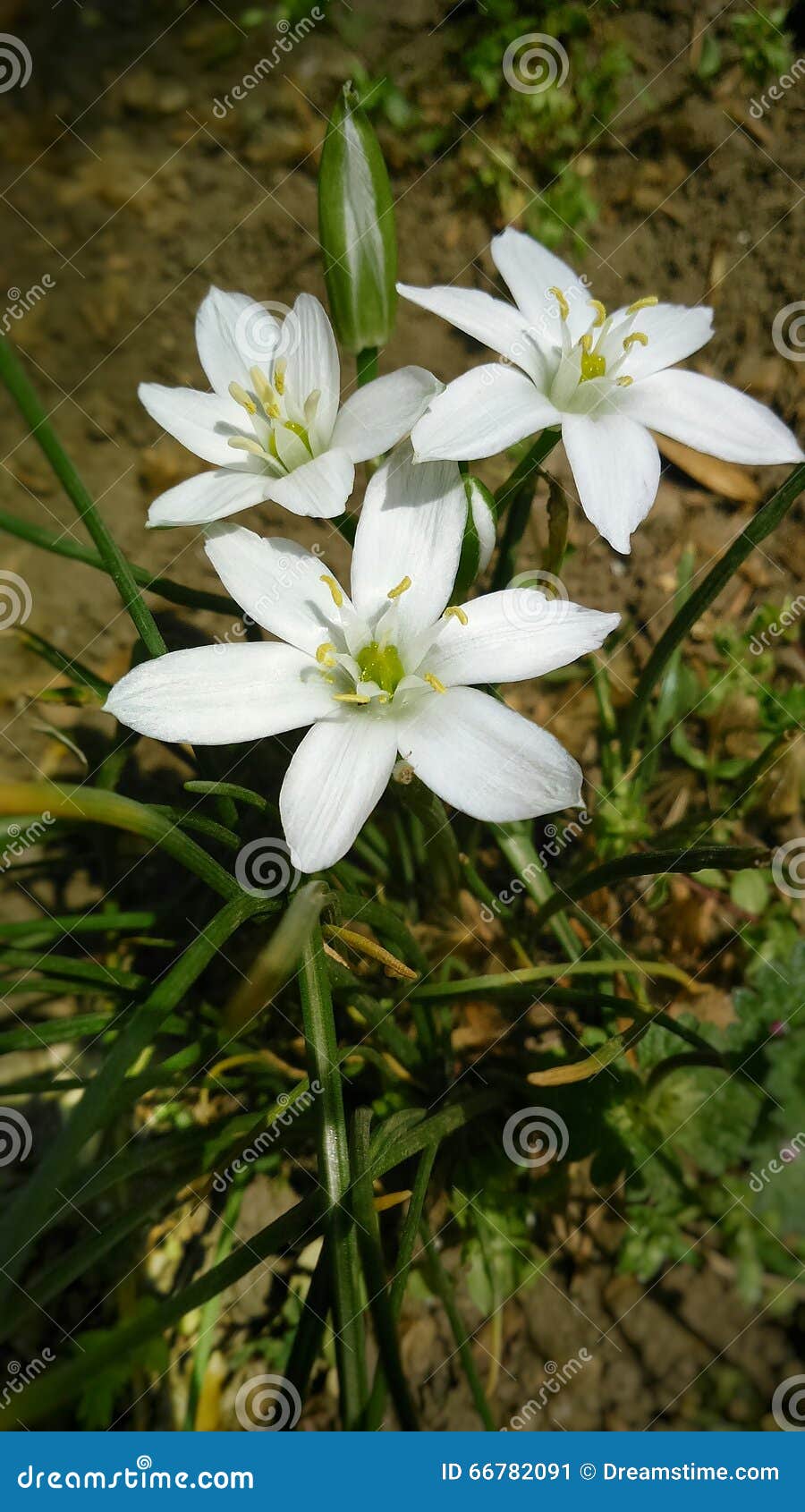 Starry flower stock image. Image of blossom, field, garden - 66782091